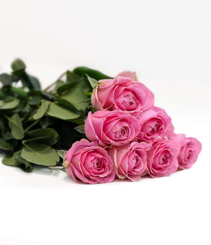 Pink Rose - Florika.lt